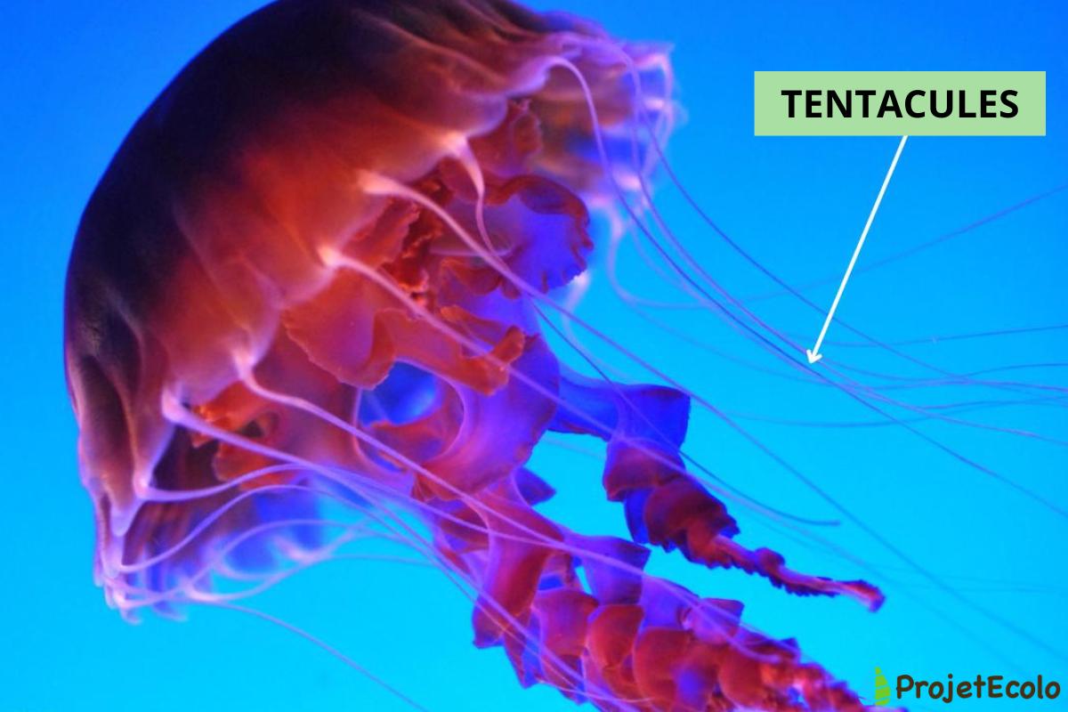 Anatomie de la méduse - avec SCHÉMA