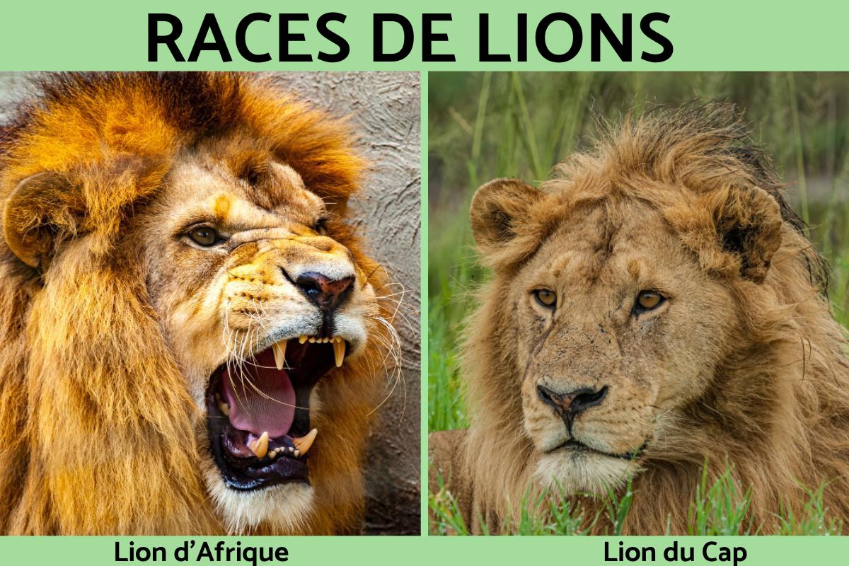 Races de lions - Toutes les sous-espèces de lions