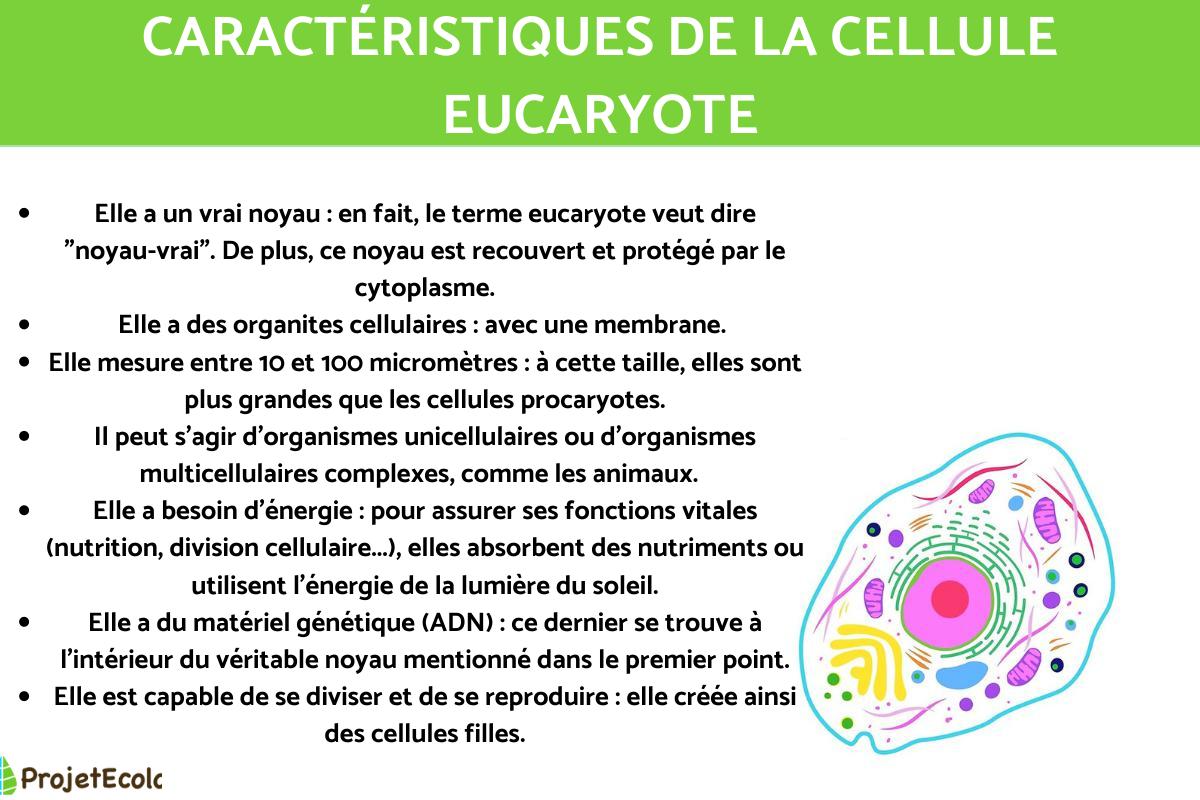 CELLULE EUCARYOTE : SCHÉMA et CARACTÉRISTIQUES