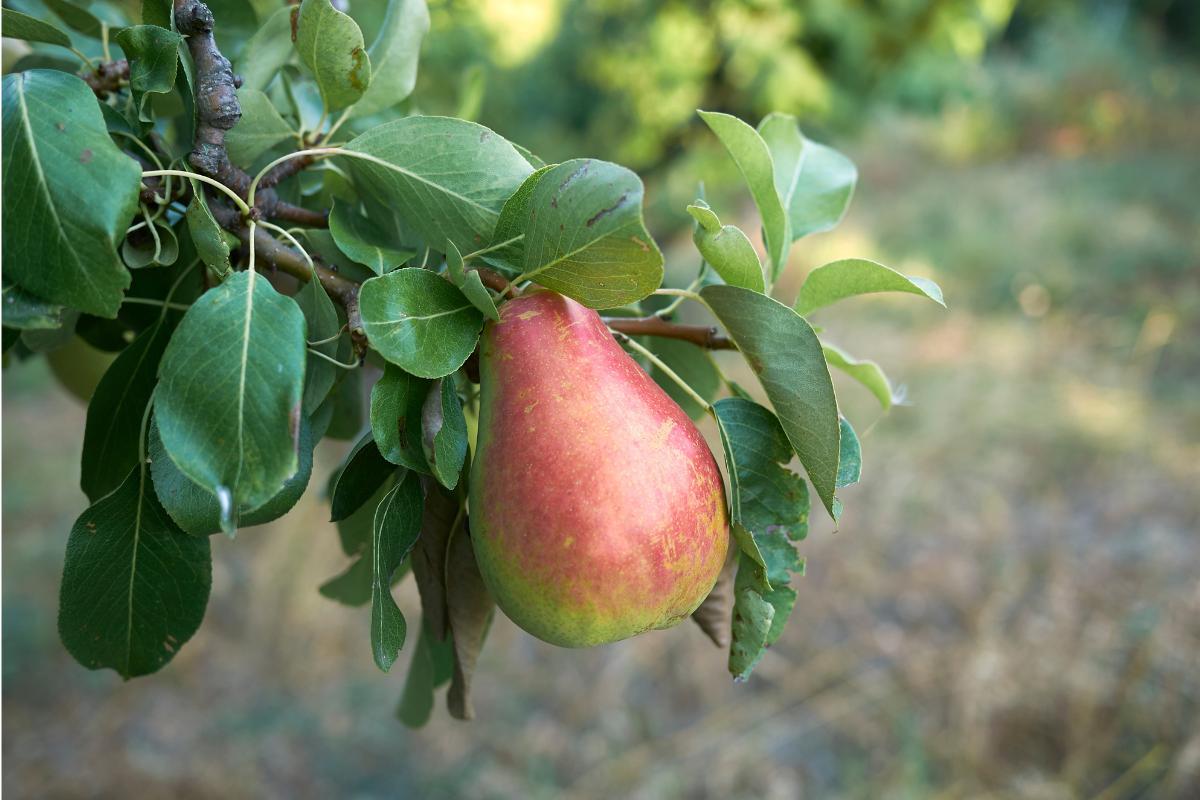 8 variétés de poires - Noms de poires