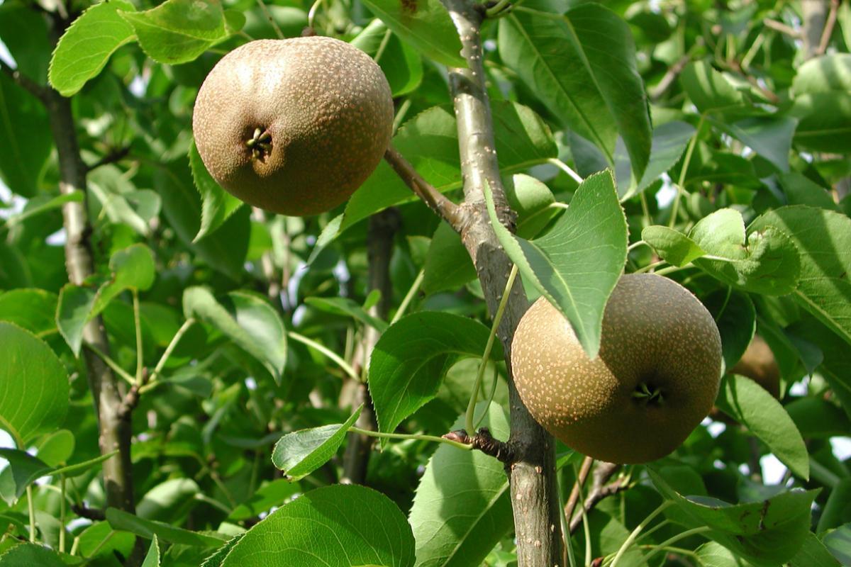8 variétés de poires - Noms de poires