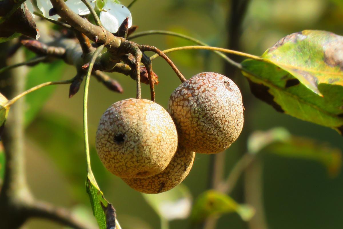 8 variétés de poires - Noms de poires