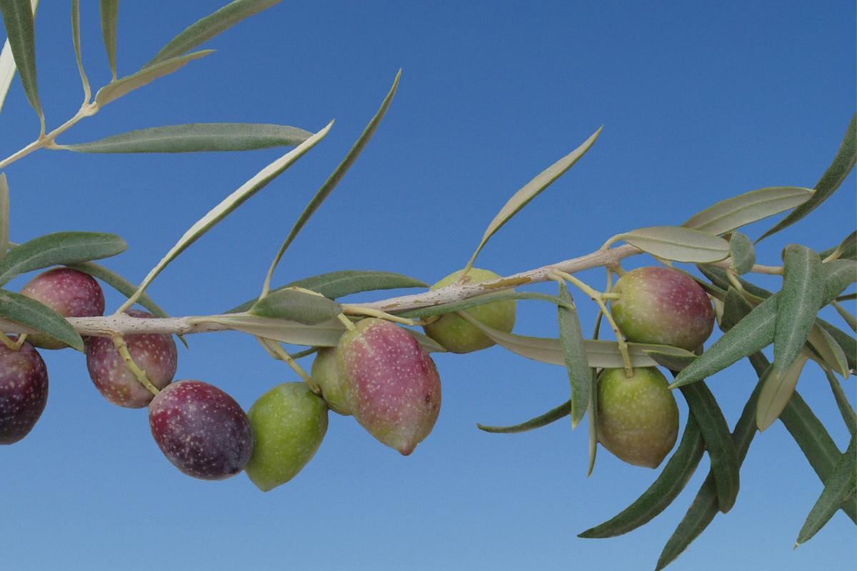 15 DIFFÉRENTES VARIÉTÉS D'OLIVIERS - avec PHOTOS