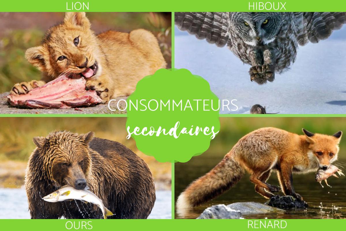 CONSOMMATEUR SECONDIARE : Définition et exemples