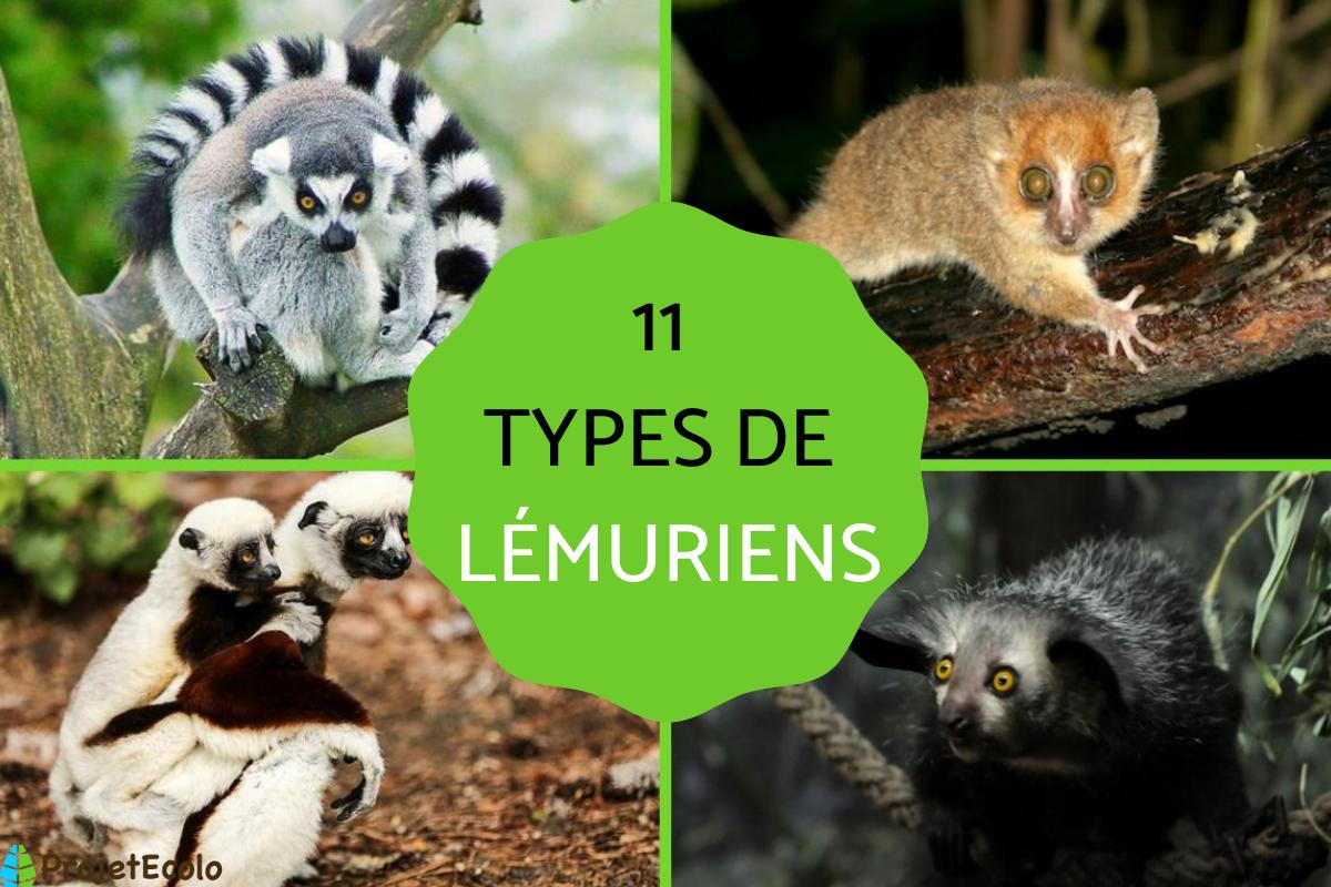 11 types de LÉMURIENS - Espèces, caractéristiques et PHOTOS