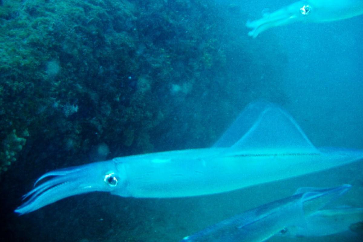 10 types de calamars - avec les PHOTOS des calamars