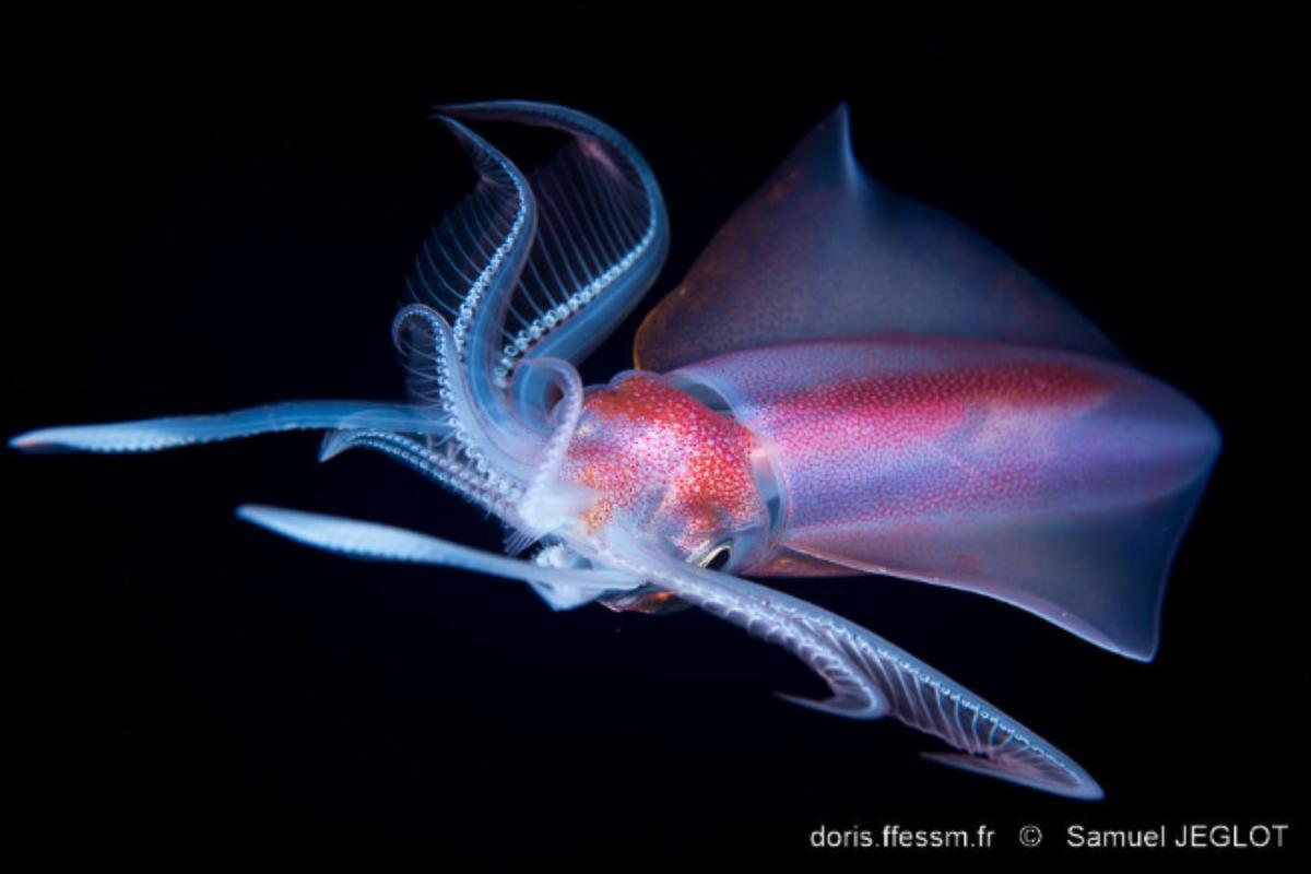 10 types de calamars - avec les PHOTOS des calamars