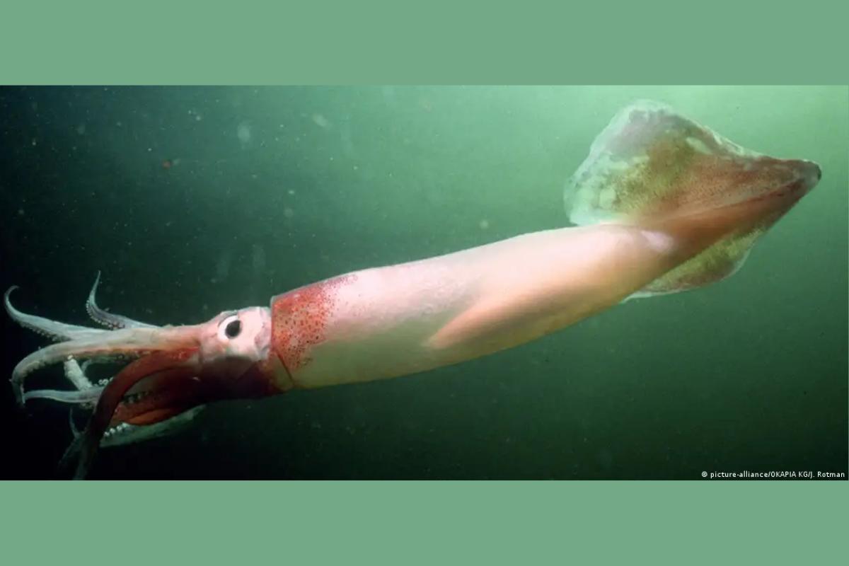 10 types de calamars - avec les PHOTOS des calamars