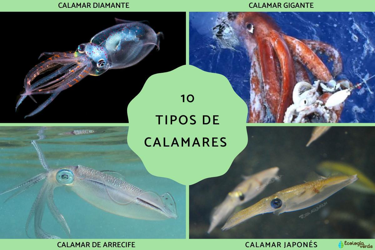 10 types de calamars - avec les PHOTOS des calamars
