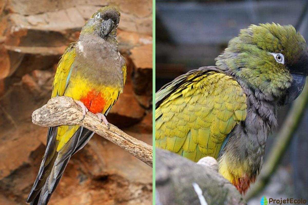+15 RACES de PERROQUETS - CLASSIFICATION, NOMS et PHOTOS
