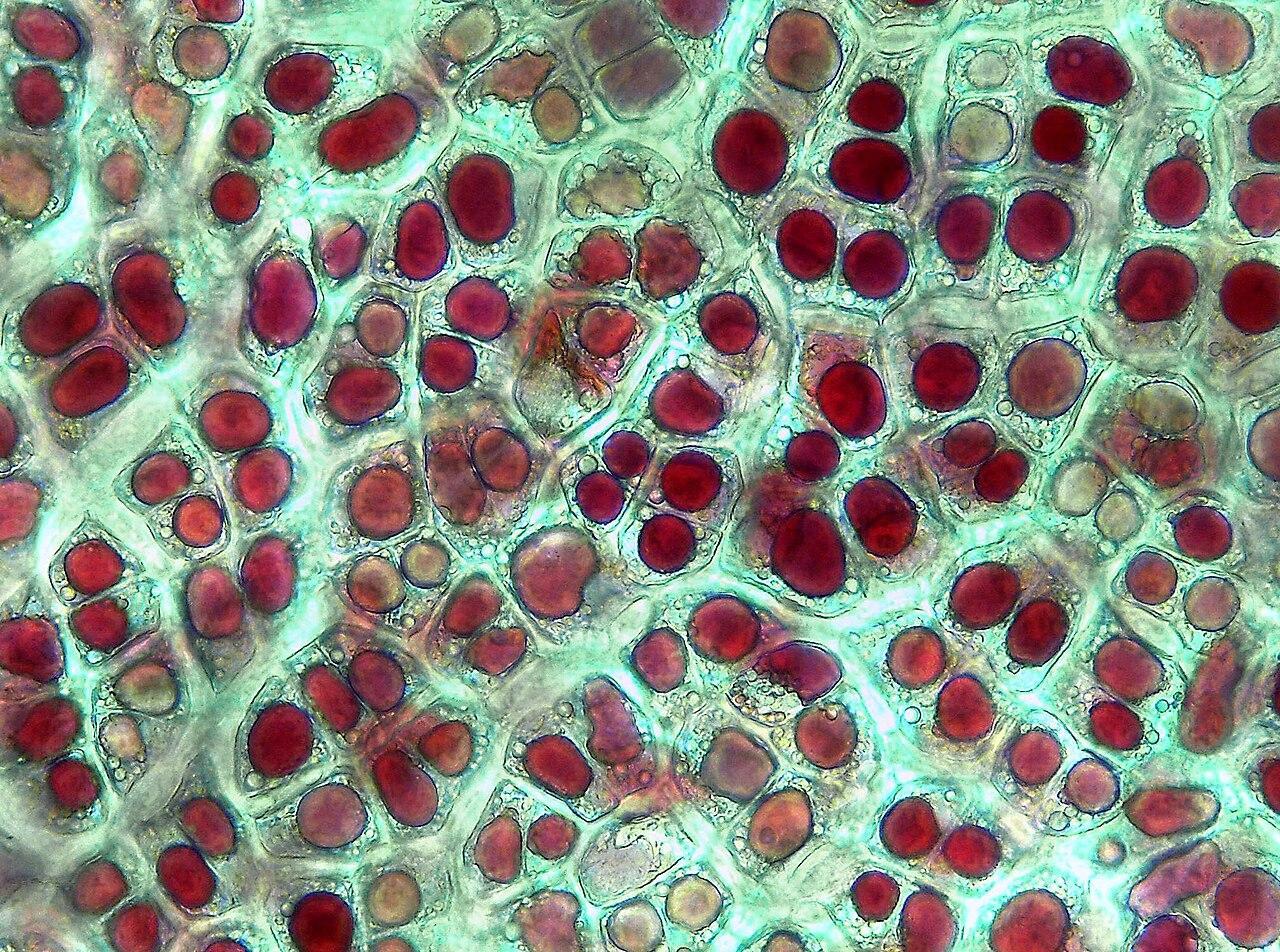 Chromoplaste : définition, rôle et types