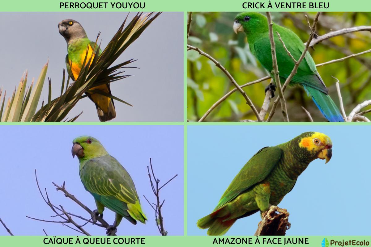 +15 RACES de PERROQUETS - CLASSIFICATION, NOMS et PHOTOS