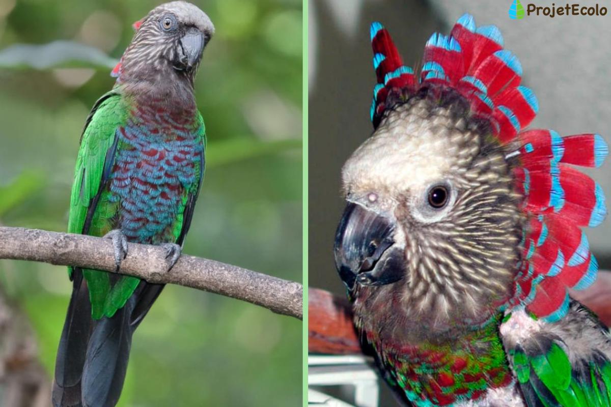 +15 RACES de PERROQUETS - CLASSIFICATION, NOMS et PHOTOS