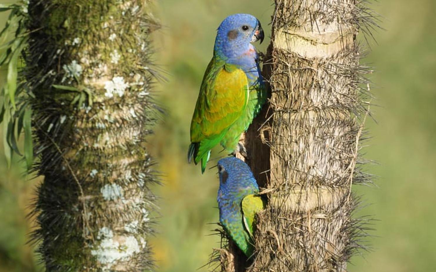 +15 RACES de PERROQUETS - CLASSIFICATION, NOMS et PHOTOS