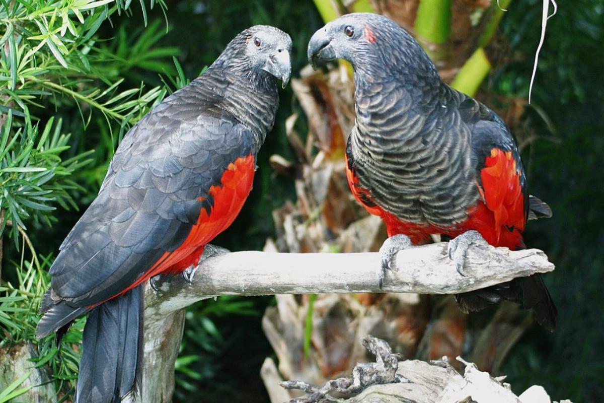 +15 RACES de PERROQUETS - CLASSIFICATION, NOMS et PHOTOS