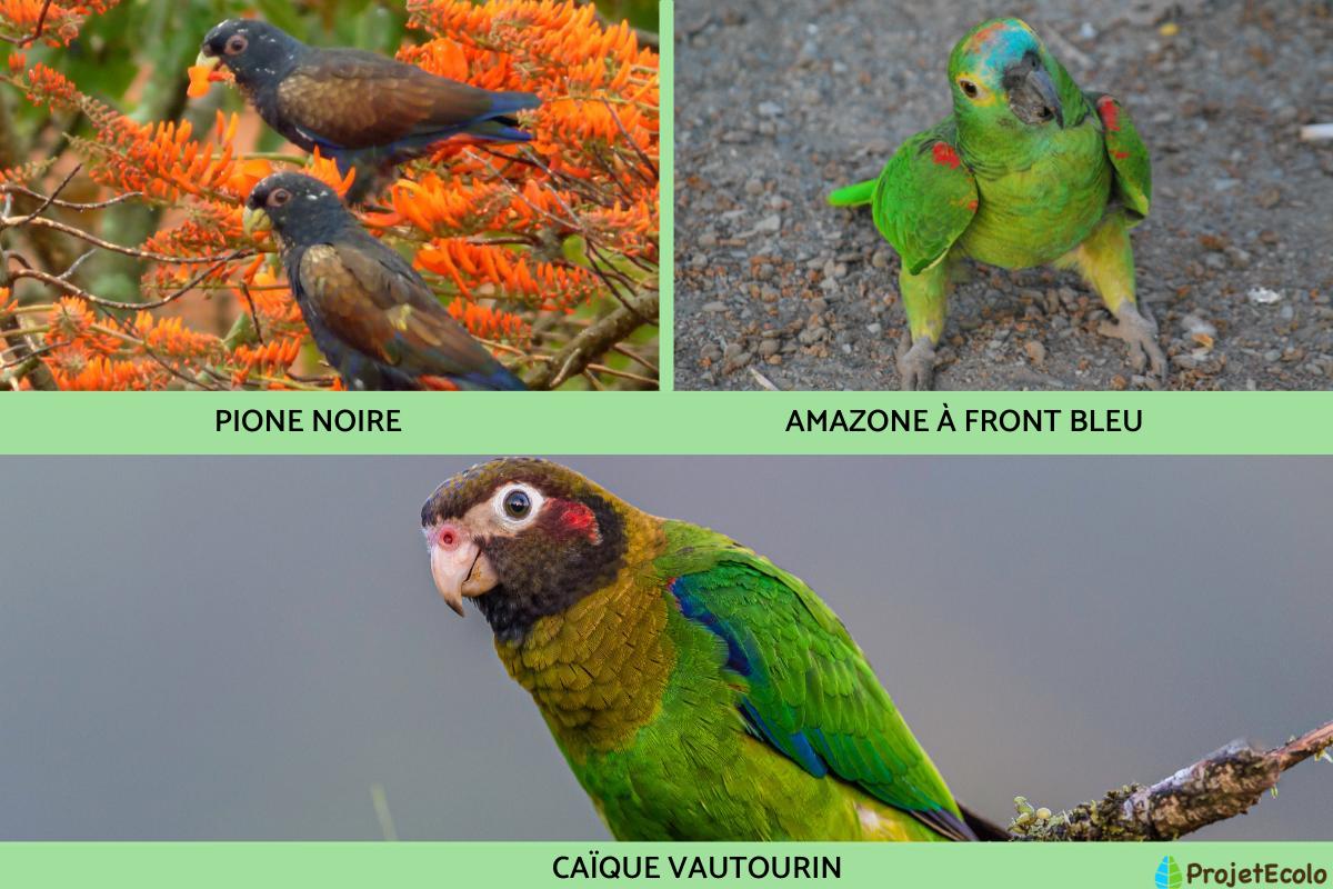 +15 RACES de PERROQUETS - CLASSIFICATION, NOMS et PHOTOS