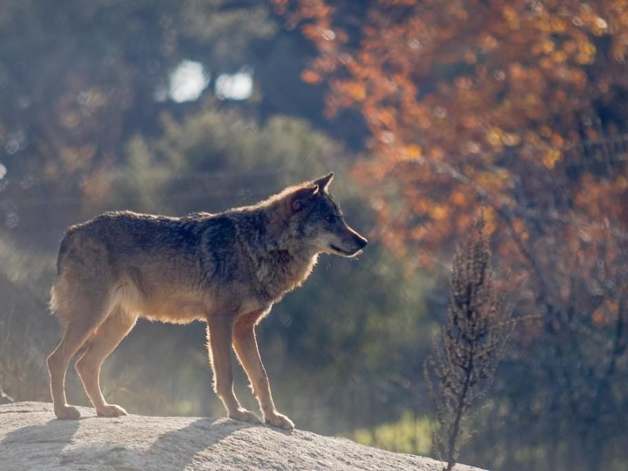 Espèce indigène - Définition, caractéristiques et exemples