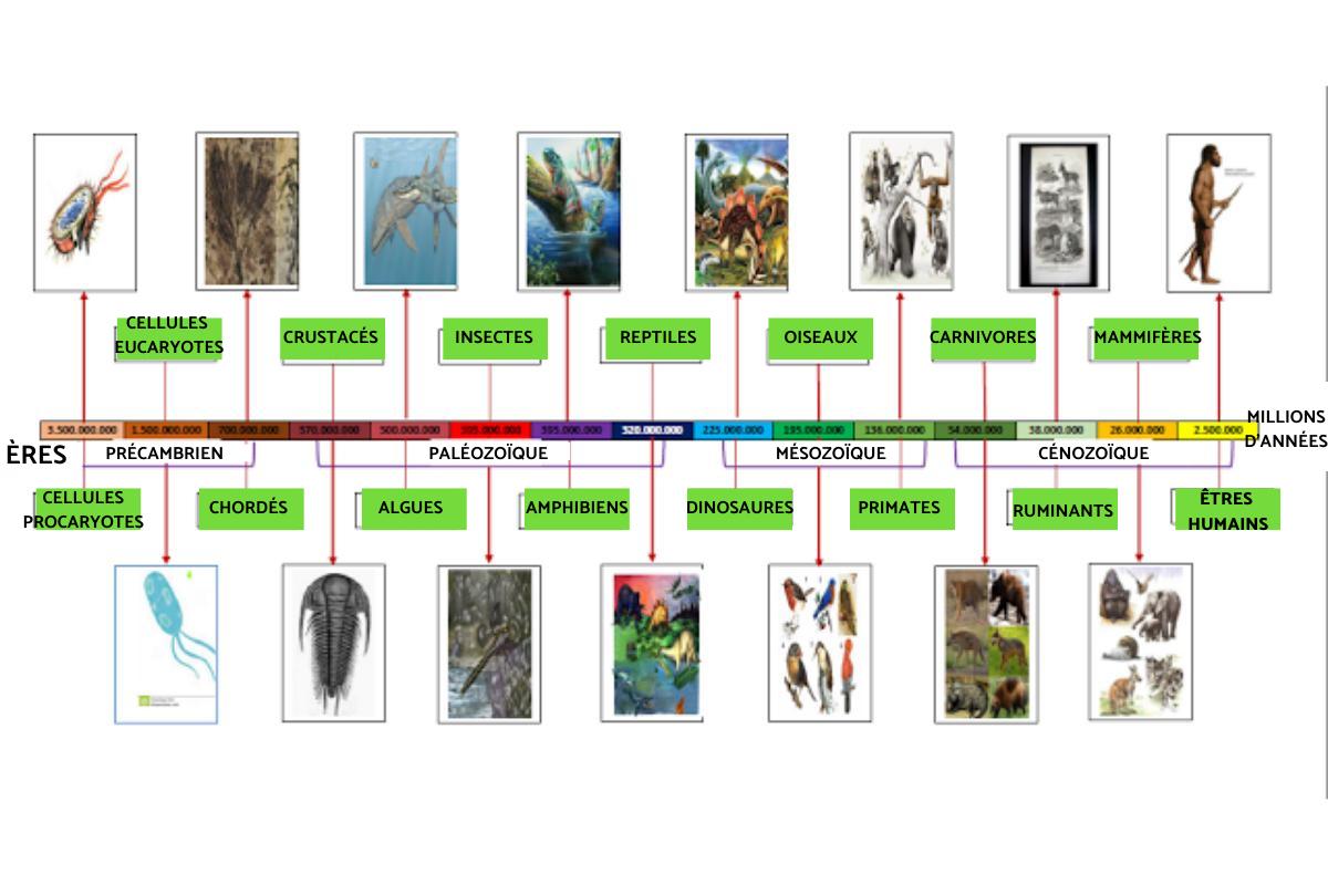 Le vivant et son évolution - ÉVOLUTION des ESPÈCES