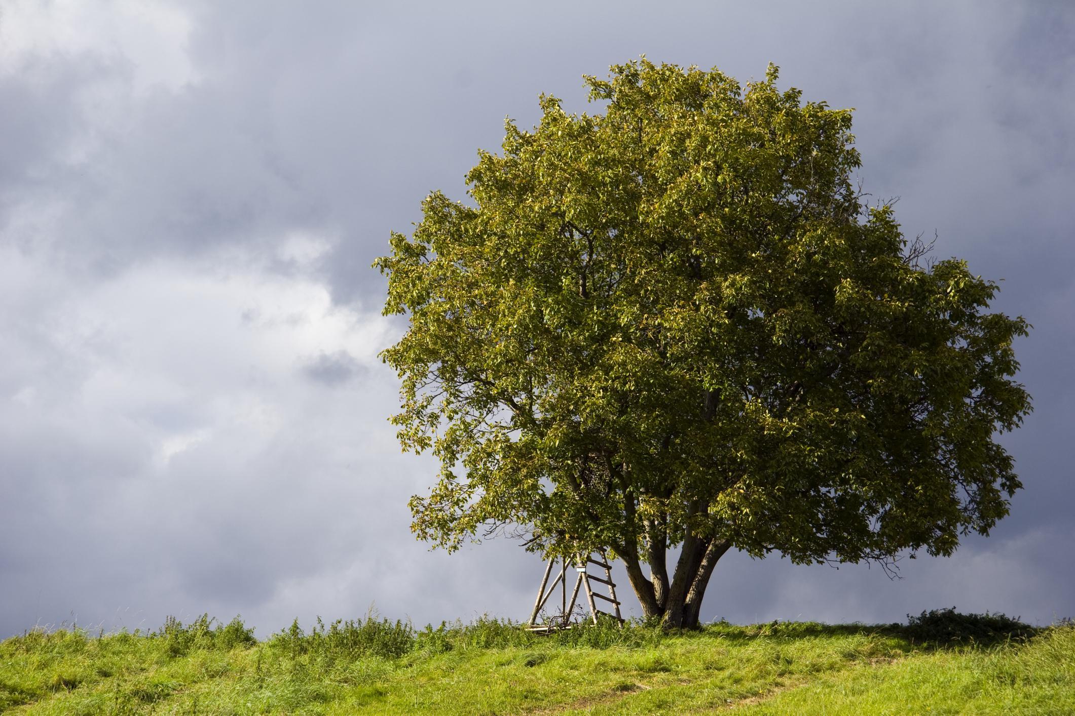 Comment PLANTER un NOYER ? - GUIDE COMPLET