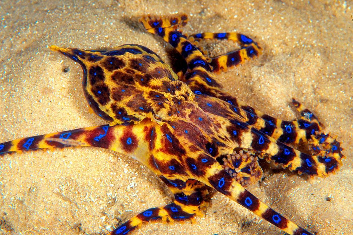 TOP 10 des ANIMAUX les PLUS INTELLIGENTS