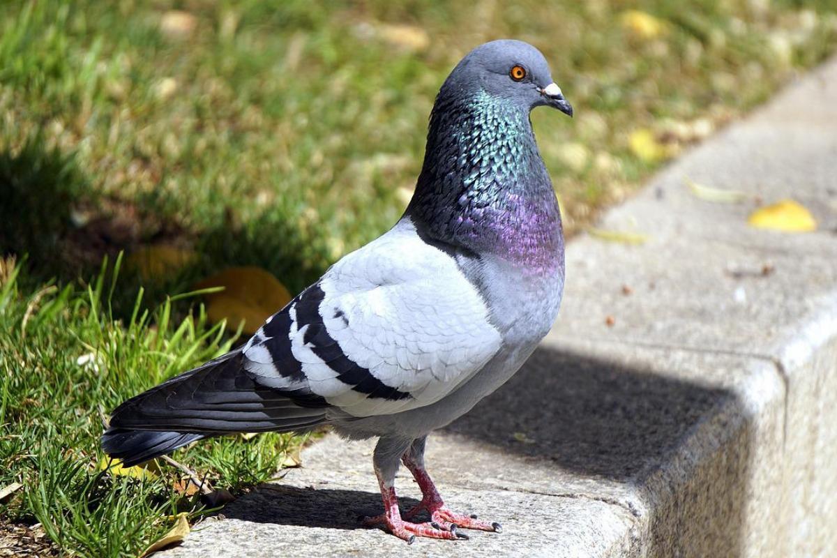 TOP 10 des ANIMAUX les PLUS INTELLIGENTS