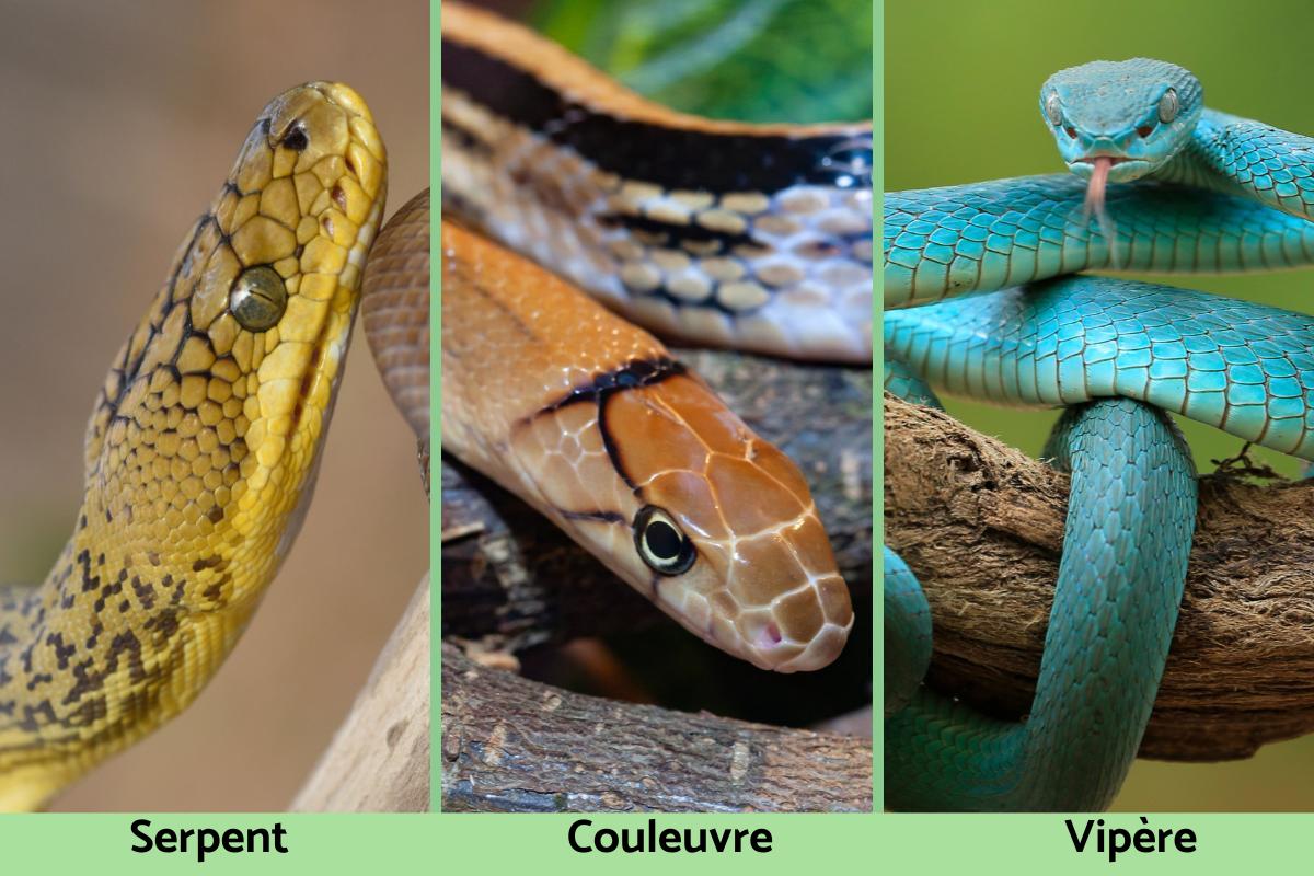 Différence Entre Vipère Et Couleuvre – QNANCK