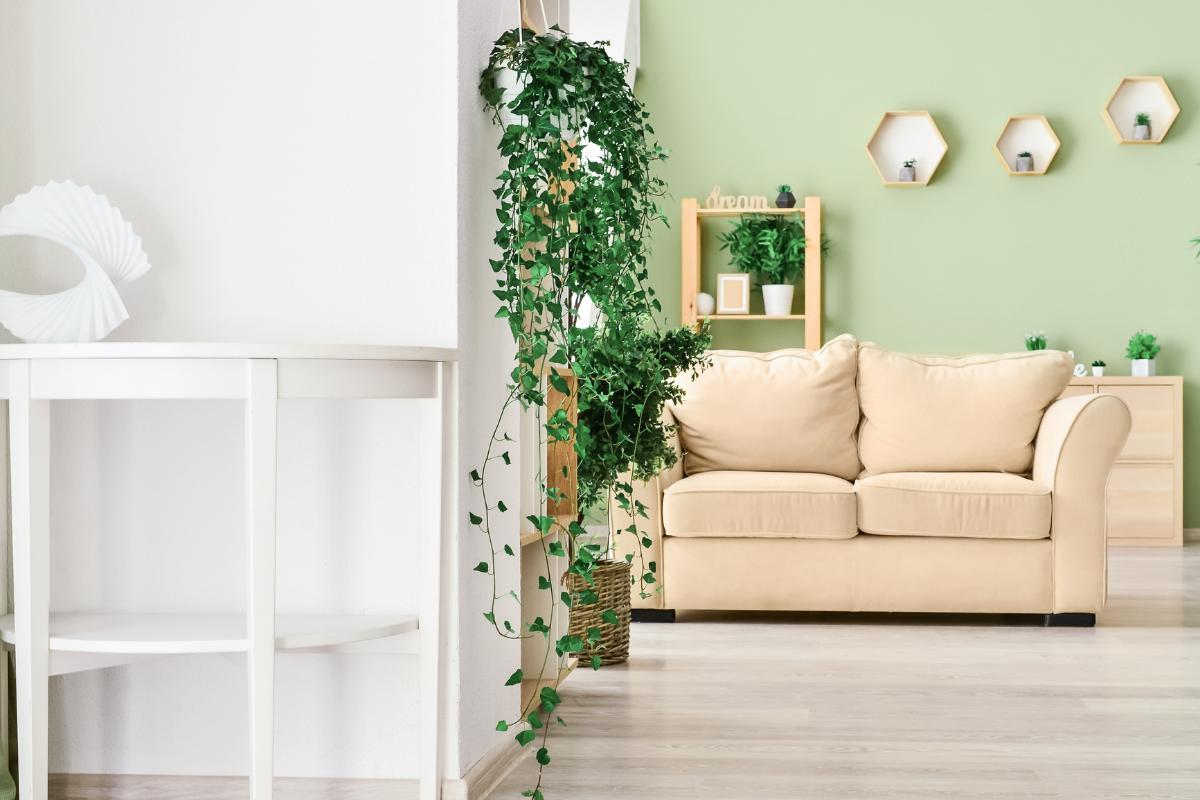 Lierre en pot : entretien, arrosage, taille et reproduction