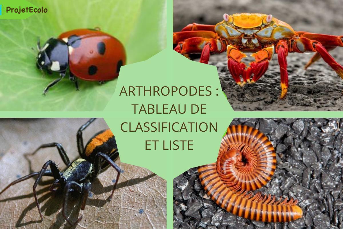 Arthropodes : tableau de classification et liste