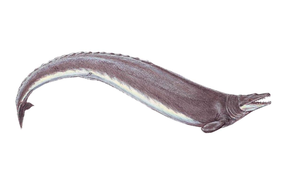 Ancêtre de la BALEINE - Tout sur l'évolution et l'origine de la baleine