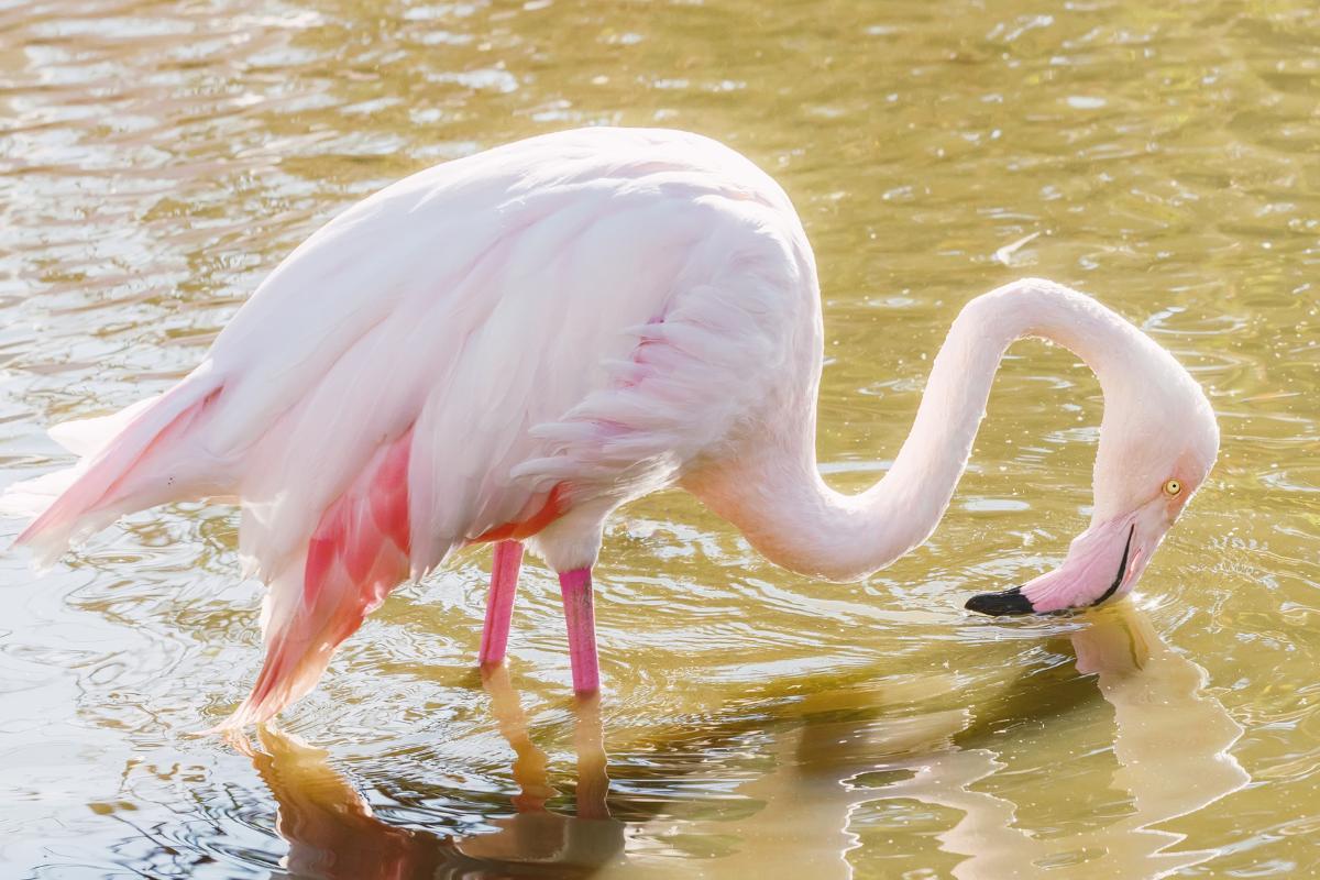 10 types de BECS D'OISEAUX