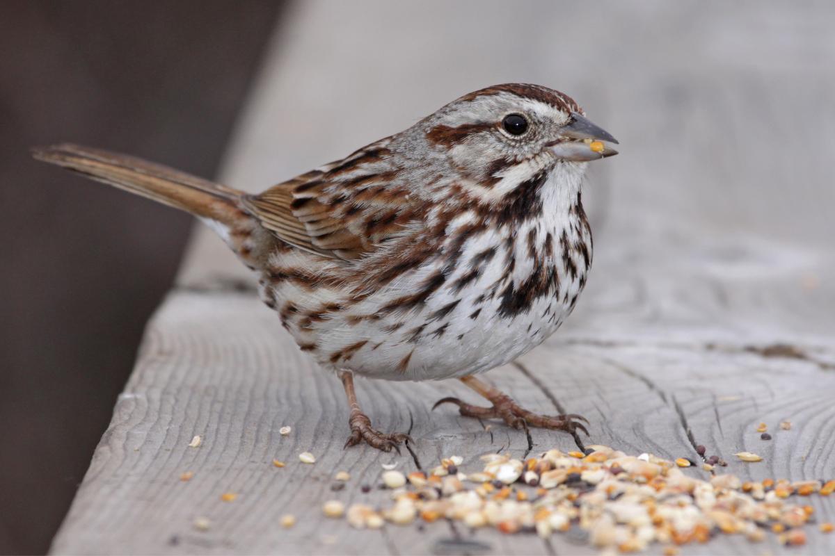10 types de BECS D'OISEAUX
