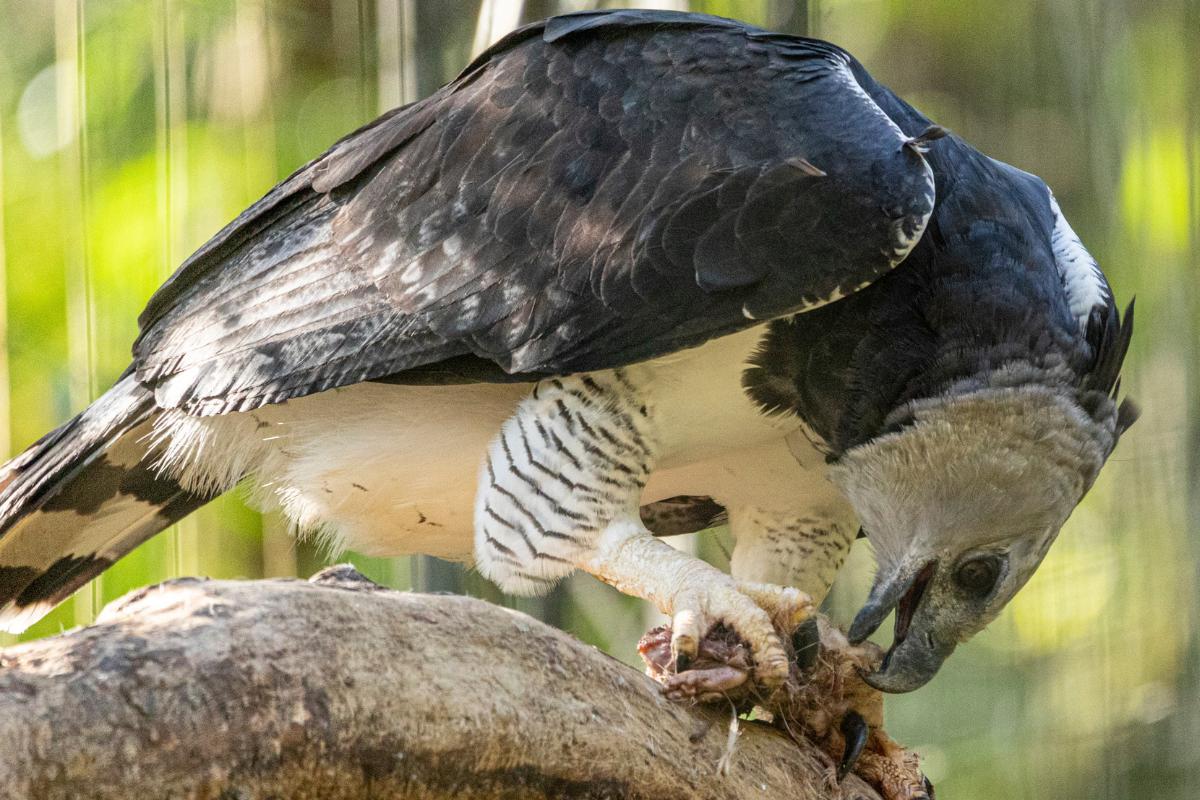 10 types de BECS D'OISEAUX