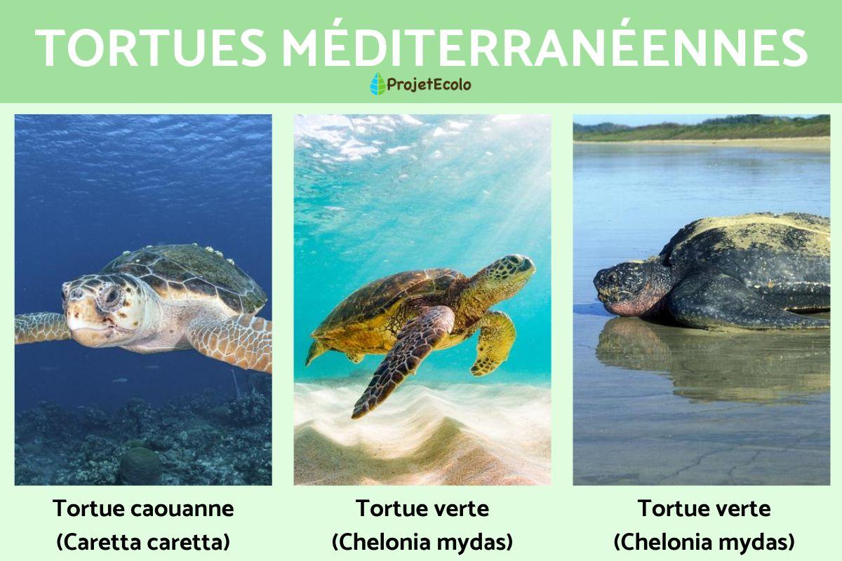 Tortues méditerranéennes - NOMS et CARACTÉRISTIQUES des tortues de la ...