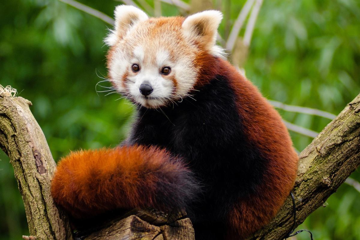 Exposé sur le panda roux