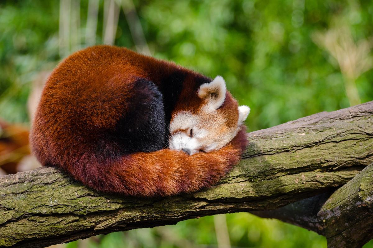 Exposé sur le panda roux