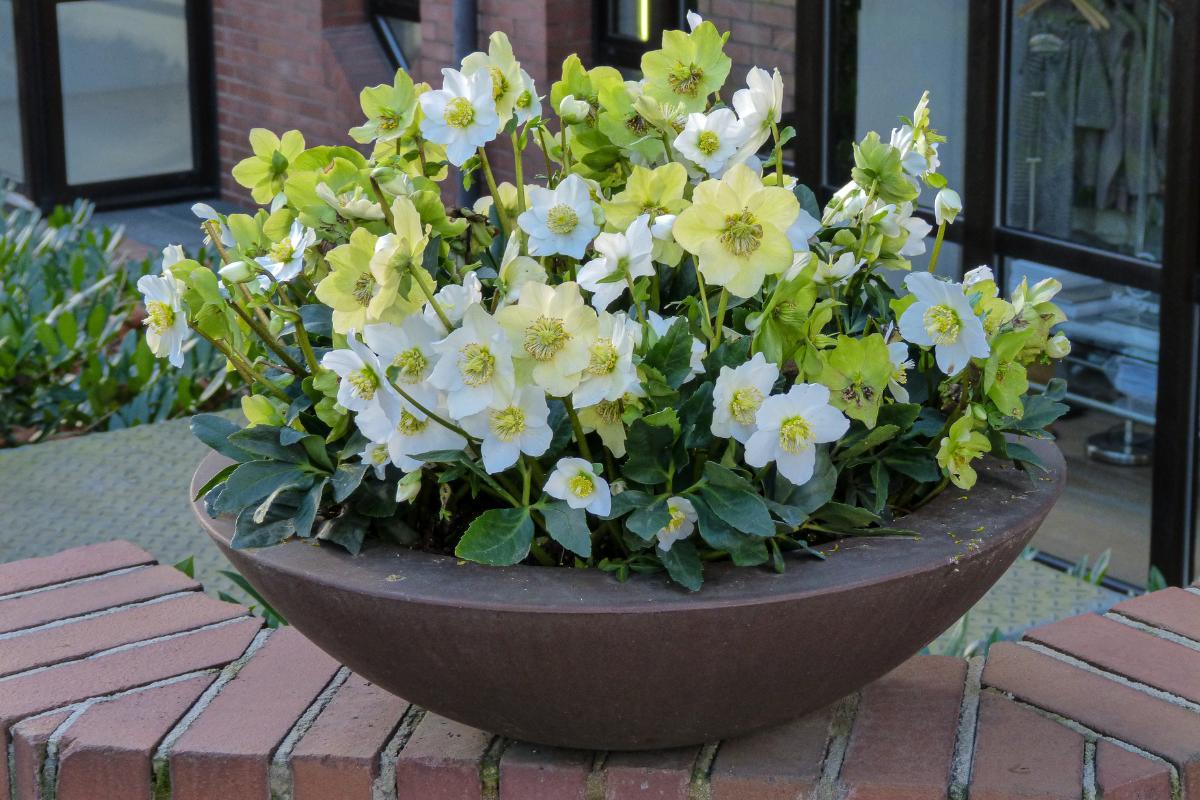 Hellébore : entretien, exposition, arrosage et plantation - Guide complet