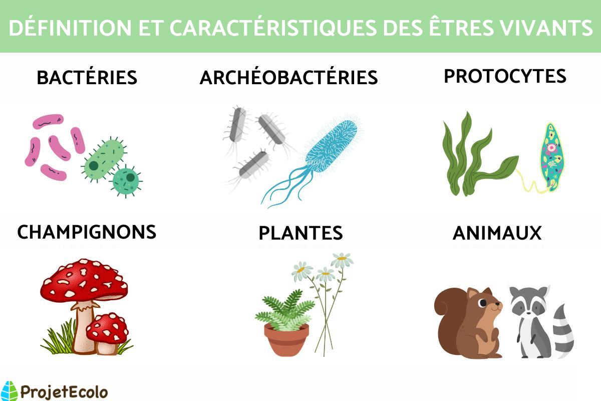 Êtres vivants : Définition, caractéristiques et classification