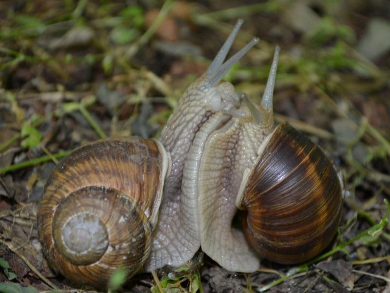 ANIMAUX HERMAPHRODITES - REPRODUCTION et EXEMPLES