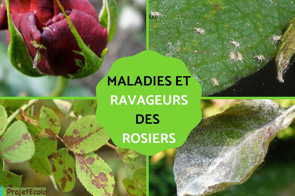 MALADIES et RAVAGEURS des ROSIERS