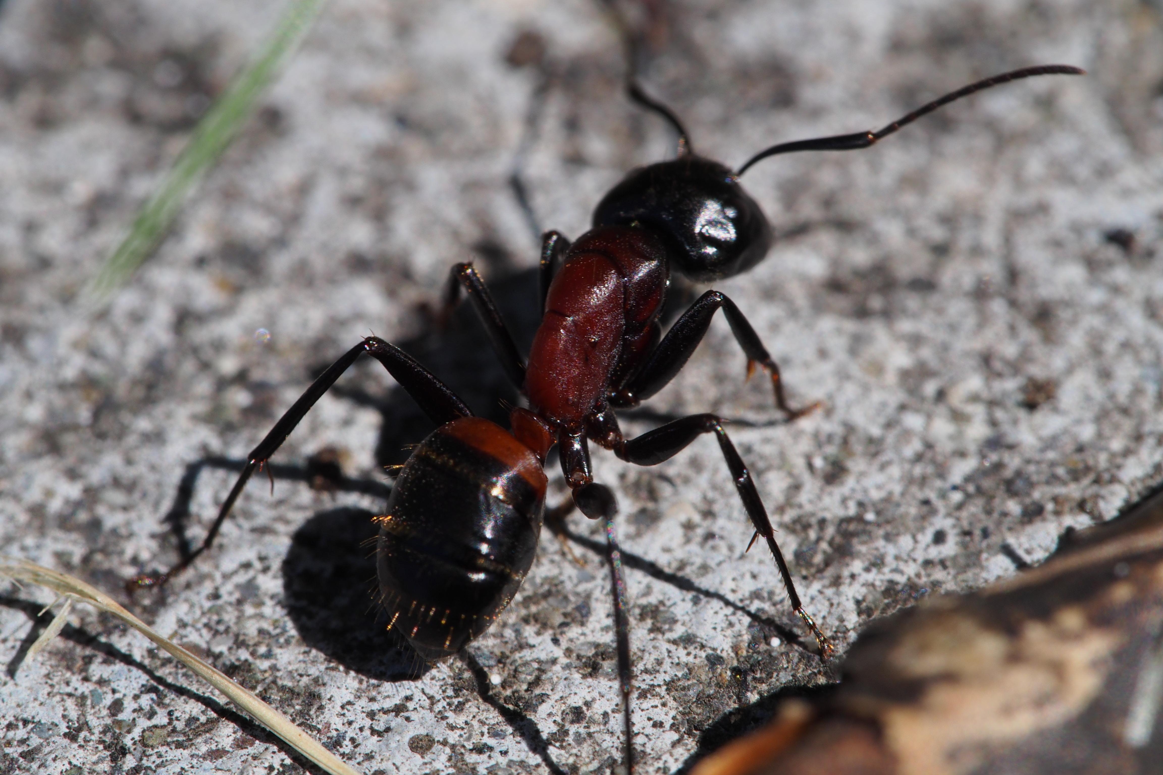 20 types de fourmis - Espèces, caractéristiques et PHOTOS