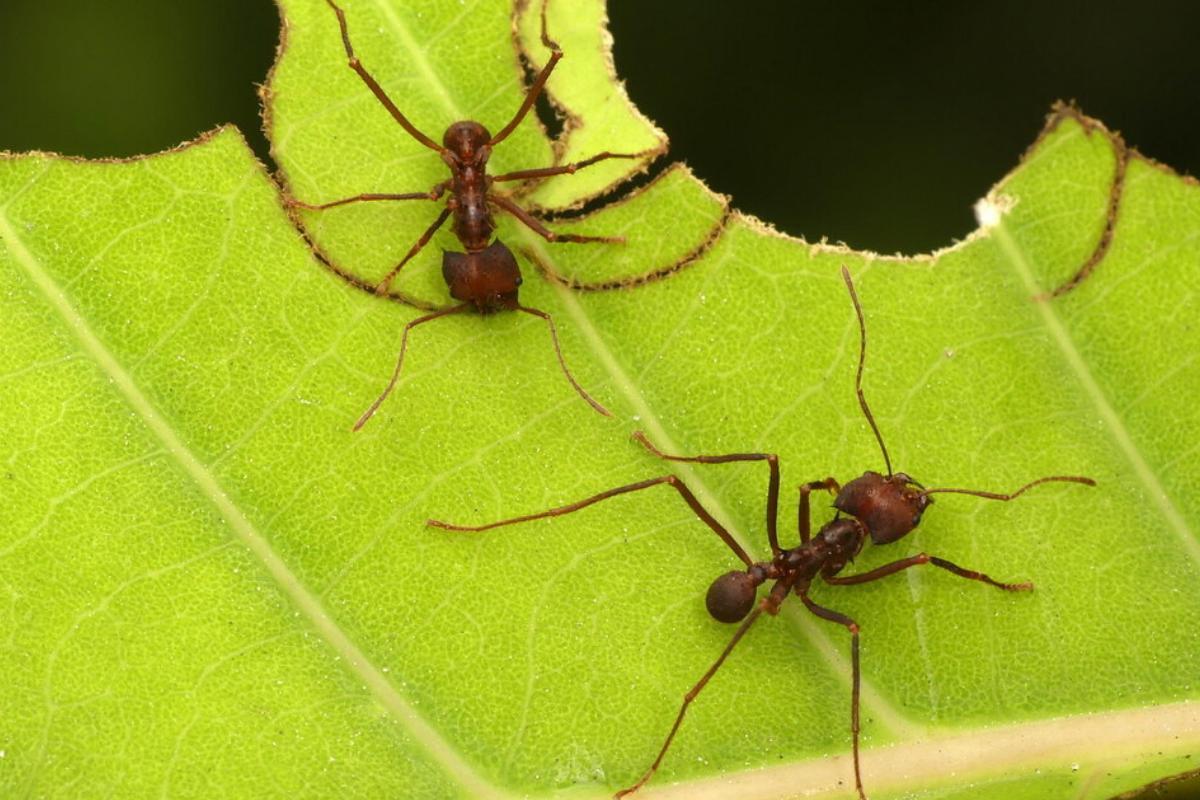20 types de fourmis - Espèces, caractéristiques et PHOTOS