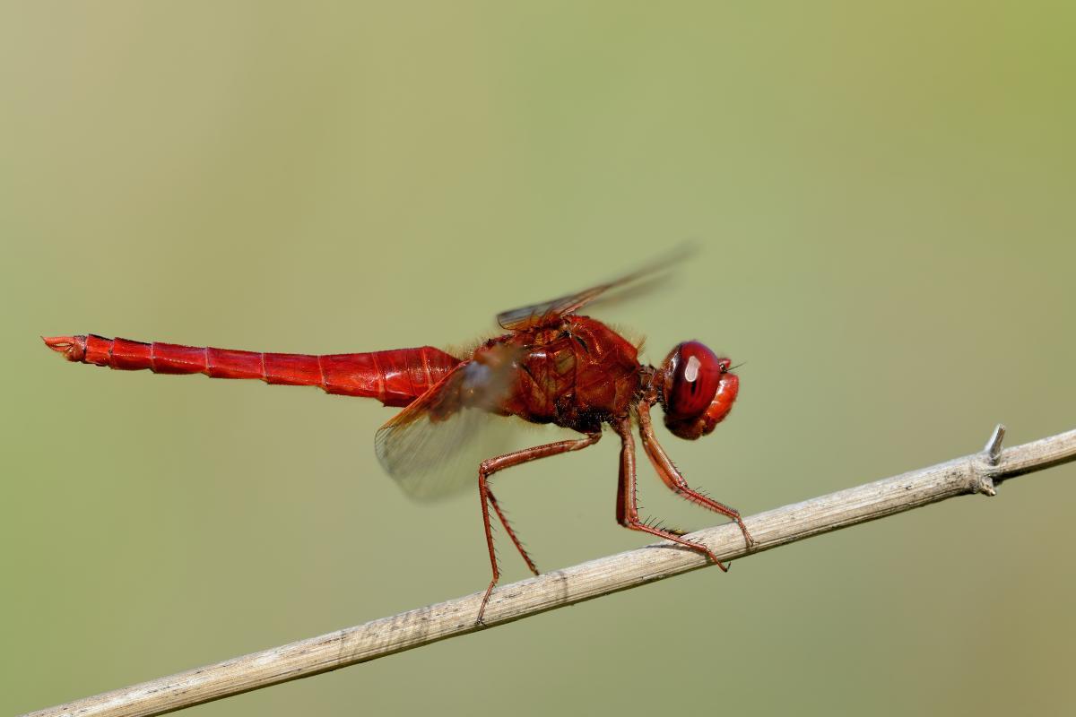 10 types de libellules - Noms et PHOTOS des libellules