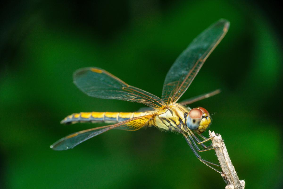 10 types de libellules - Noms et PHOTOS des libellules