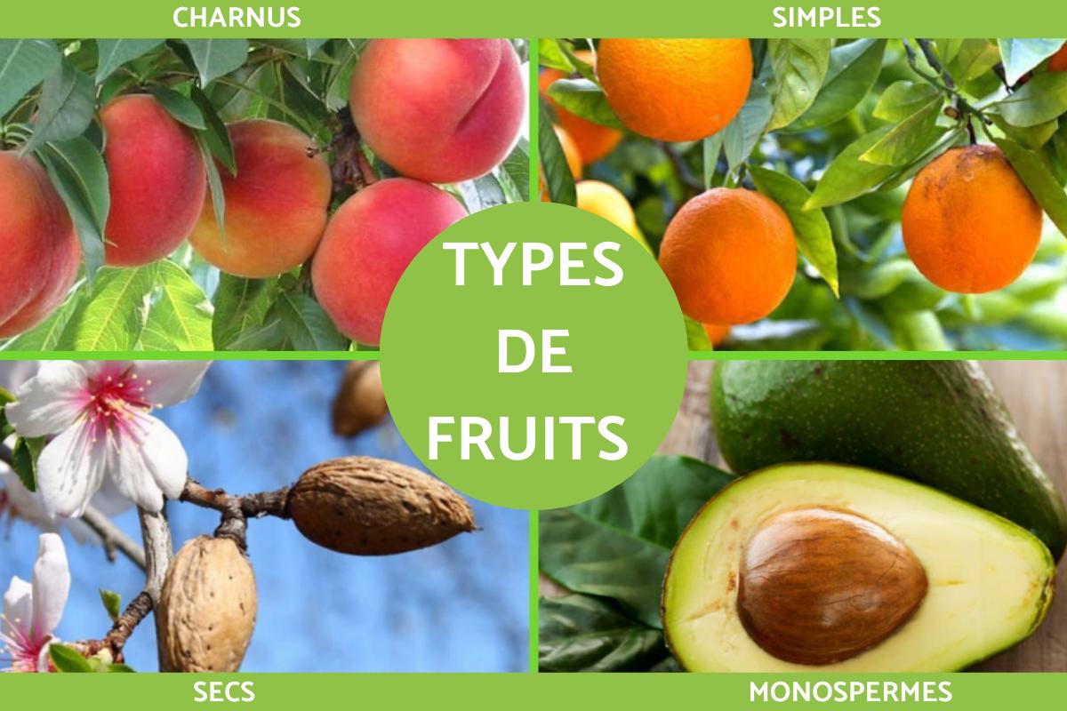 Types de fruits - Classification et caractéristiques