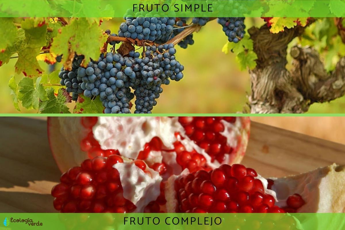 Types de fruits - Classification et caractéristiques