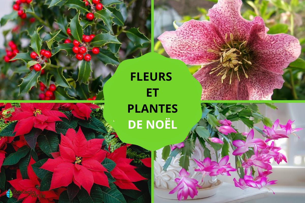 15 fleurs et plantes de Noël - Liste et photos