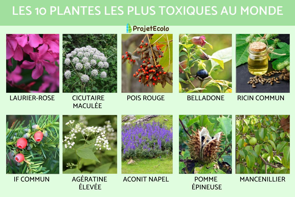 10 PLANTES les plus TOXIQUES au MONDE - Liste avec noms et PHOTOS