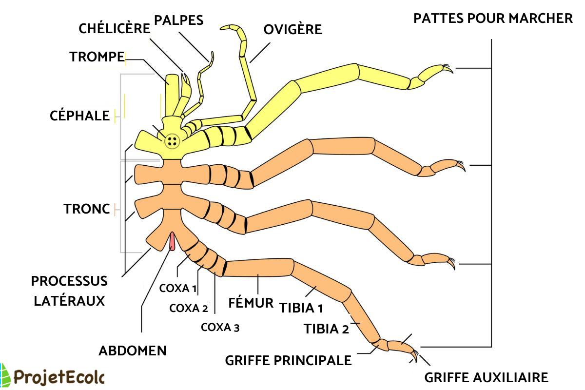 Araignées de mer : caractéristiques, habitat et alimentation