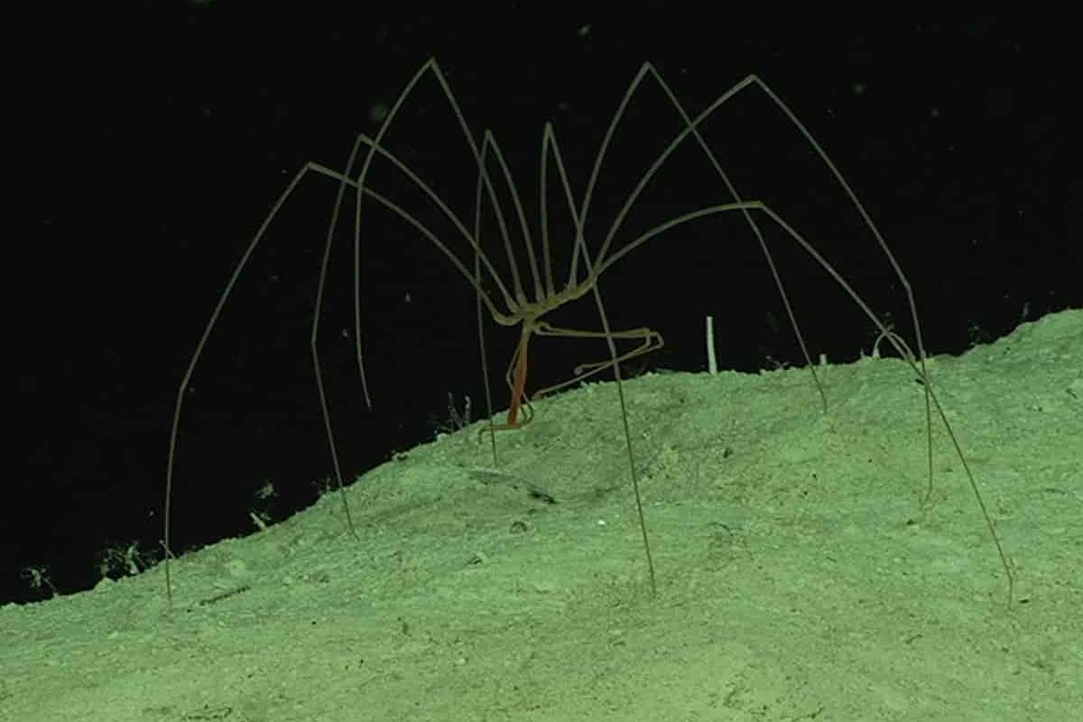 Araignées de mer : caractéristiques, habitat et alimentation