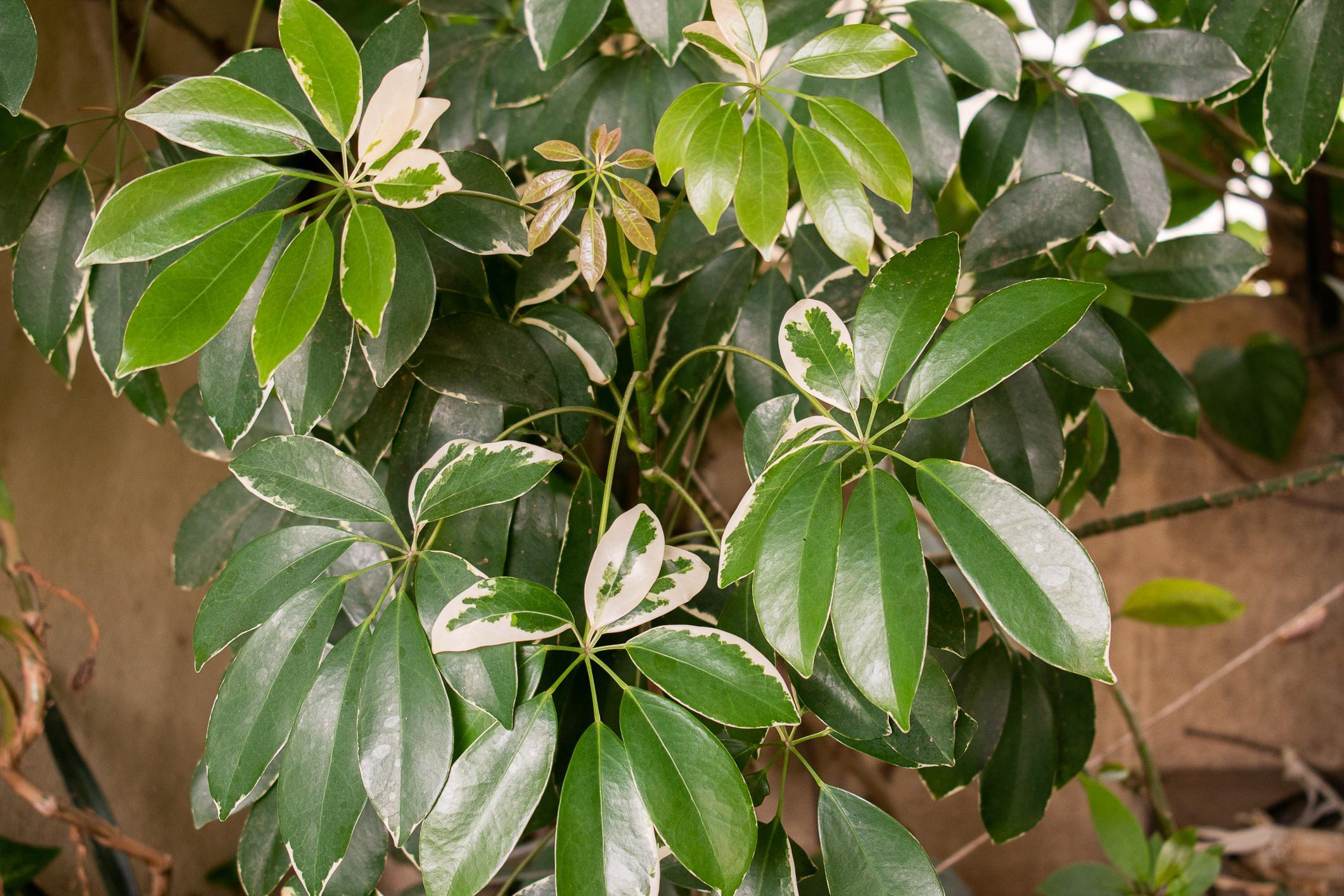 PLANTE ENVAHISSANTE - Guide complet